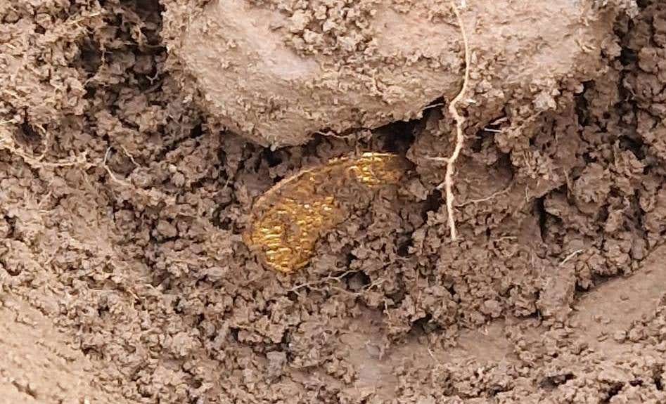 Lost Treasure Unearthed: 15th-Century Coin Hoard Discovered in Scottish ...